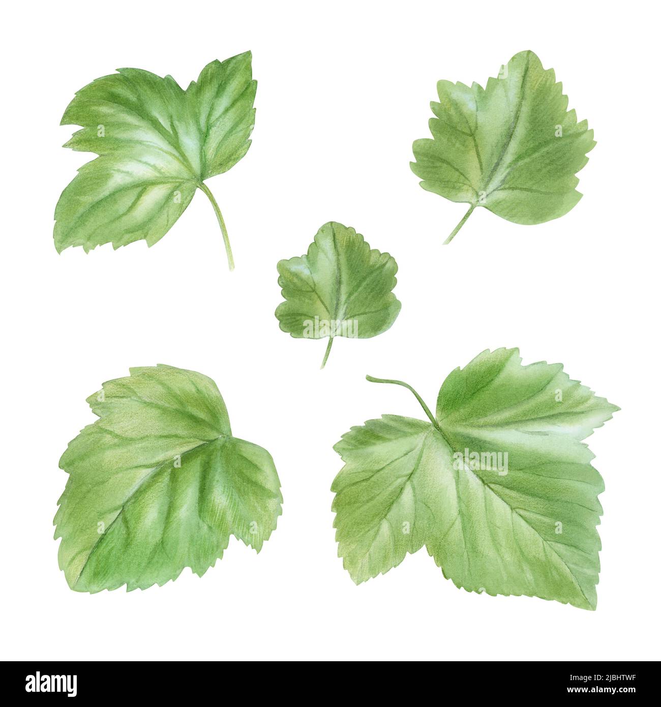 Different green leaves, currant, watercolor illustration Stock Photo ...