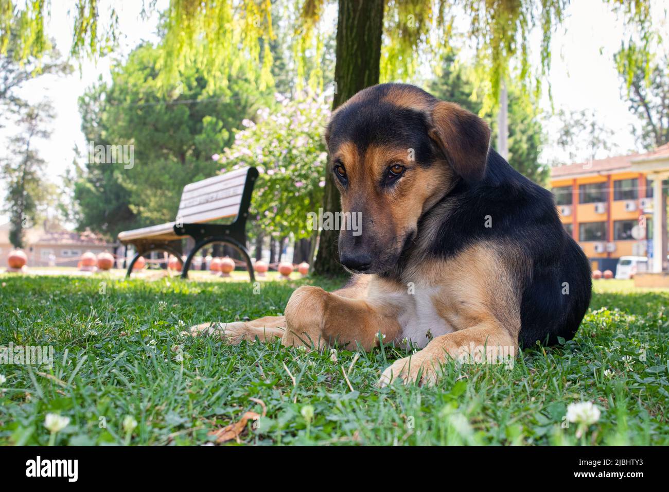 A dog sitting on the grass in the park. He has a sad expression on his ...