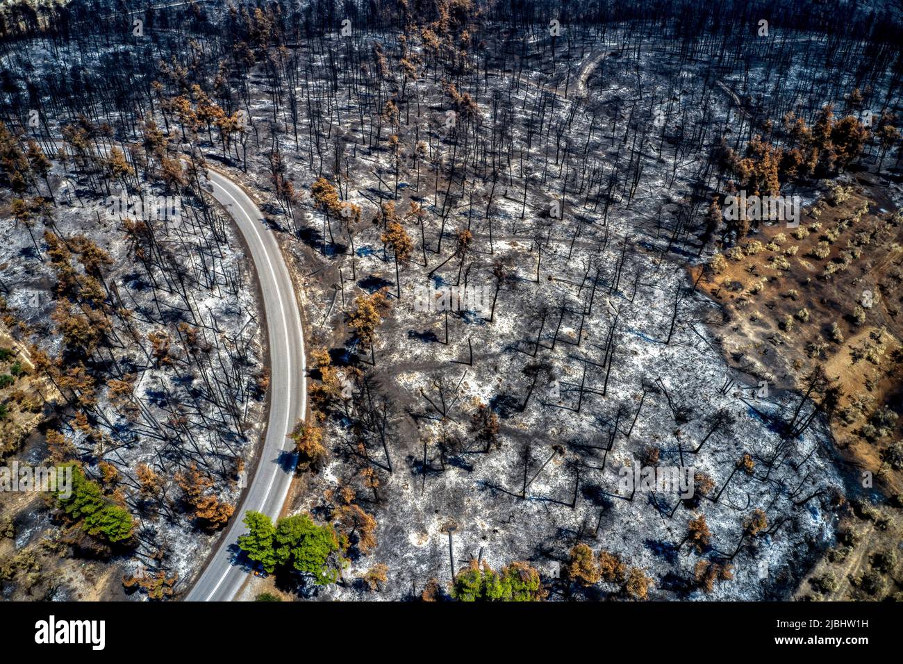 Burned Forest Birds Eye View