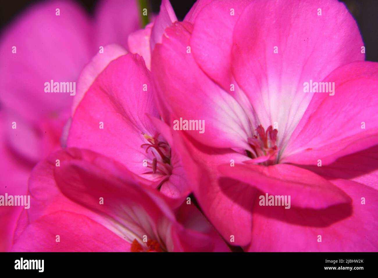 Essential oil of geranium hi-res stock photography and images - Alamy