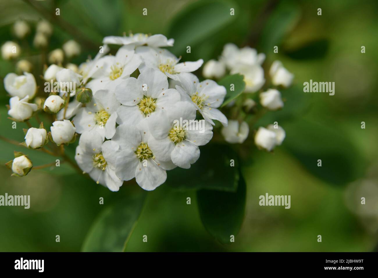 Spring flowering hedgerows Stock Photo - Alamy