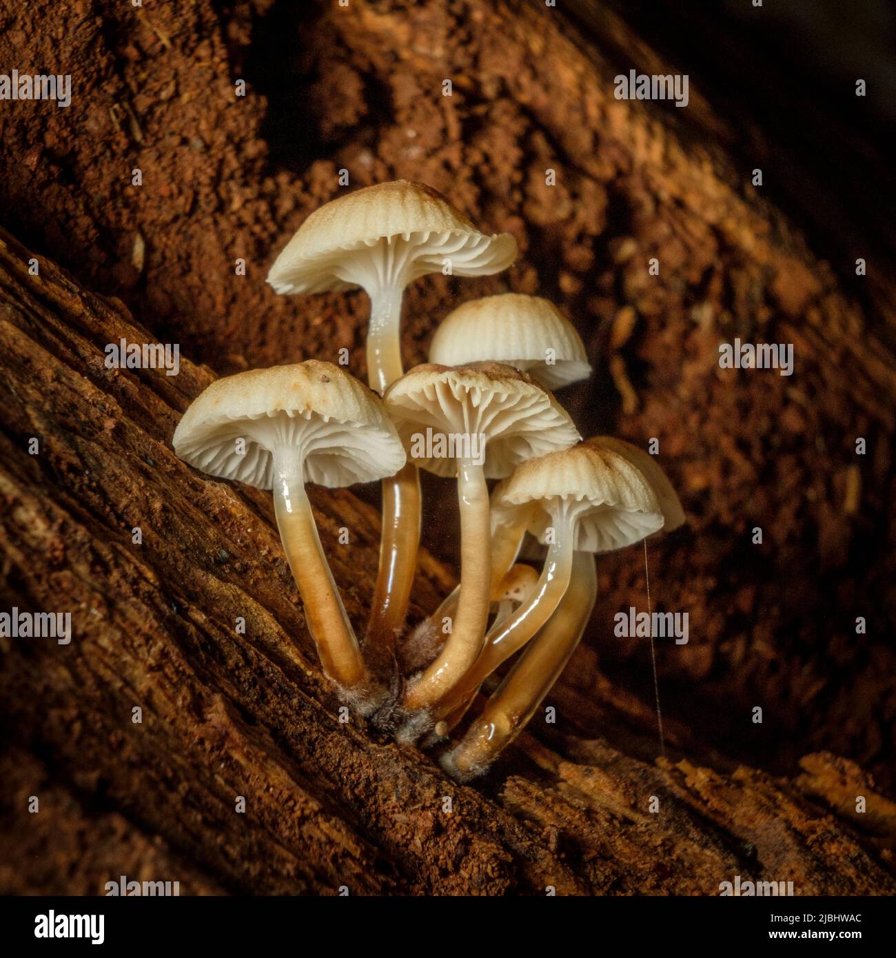 Mount glorious queensland hi-res stock photography and images - Alamy
