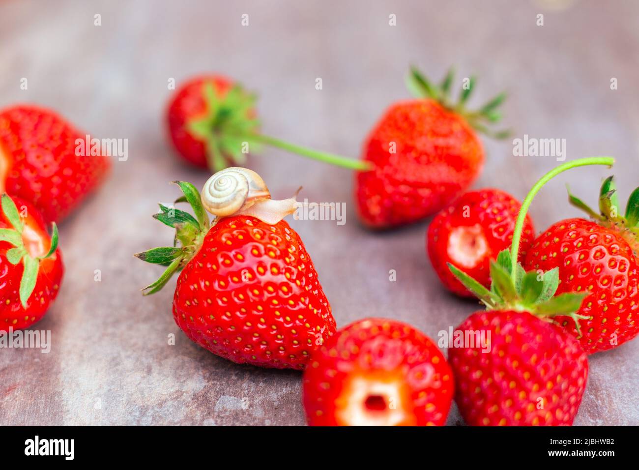 Snail farming hi-res stock photography and images - Alamy