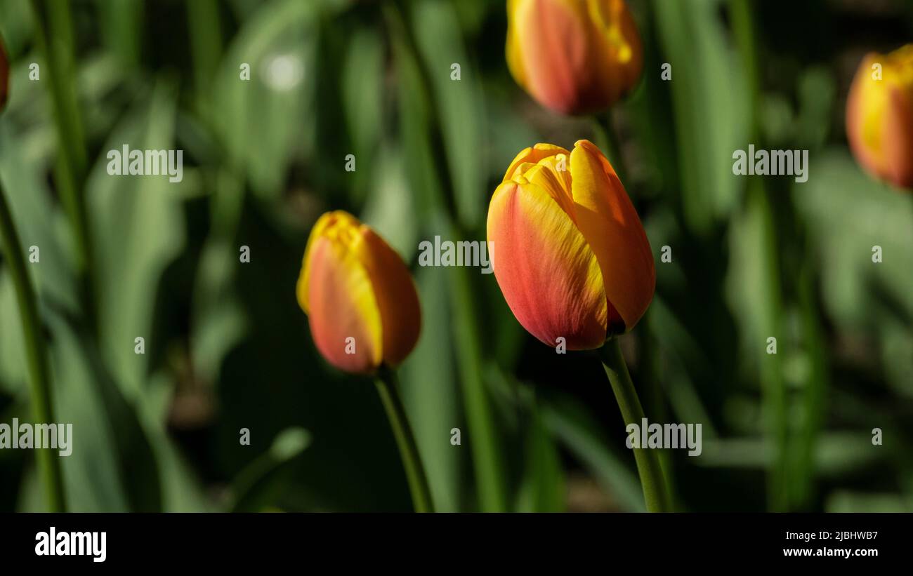 a bright tulip. spring flower. floral background for the screensaver ...
