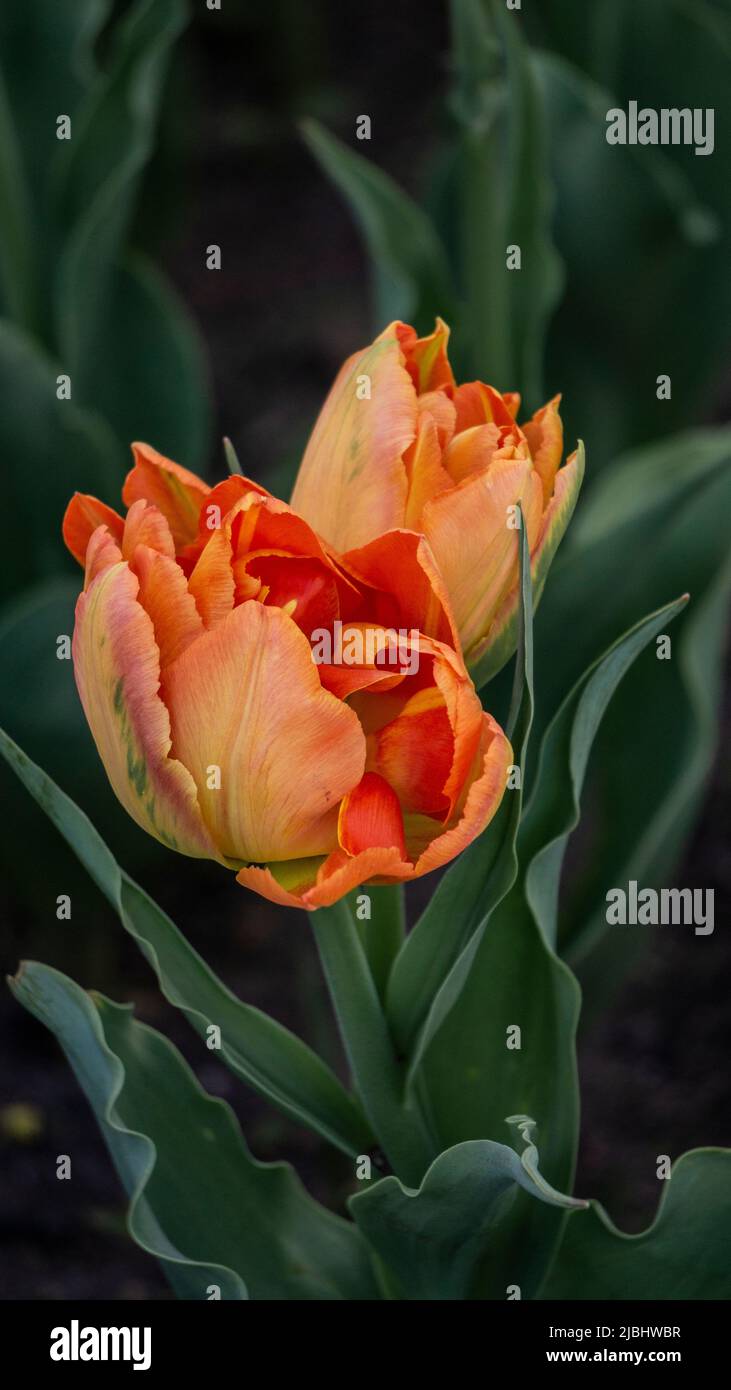 a bright tulip. spring flower. floral background for the screensaver ...