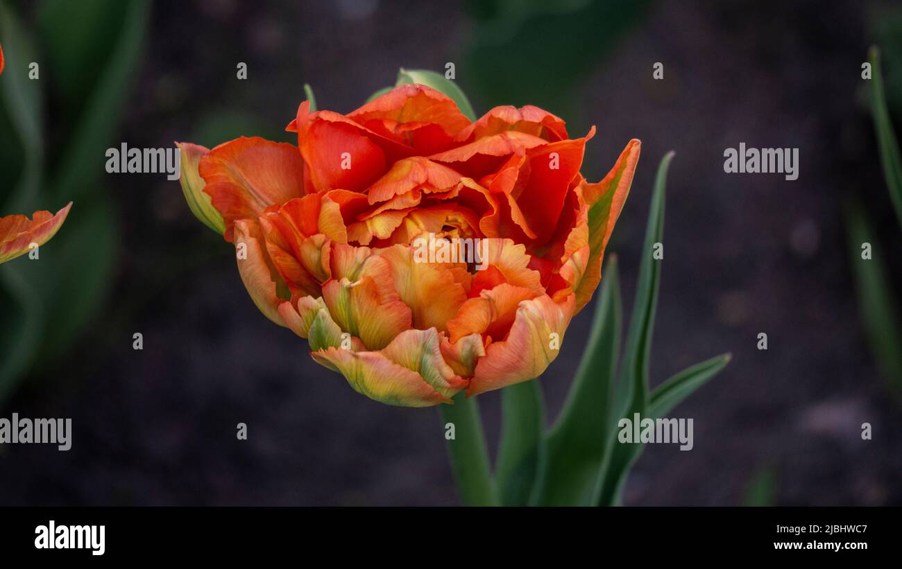 a bright tulip. spring flower. floral background for the screensaver ...
