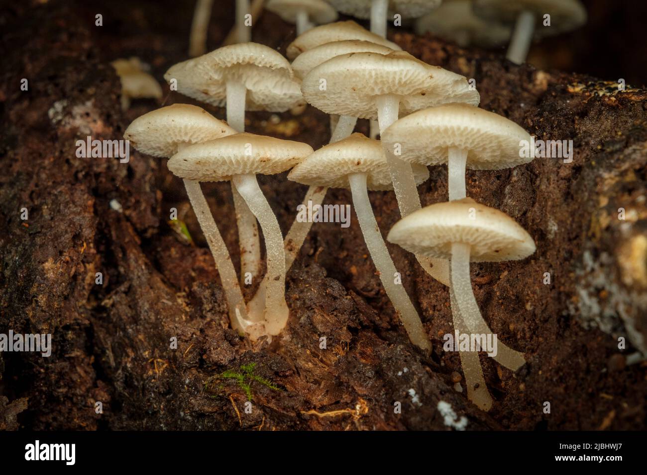 Filoboletus manipularis hi-res stock photography and images - Alamy