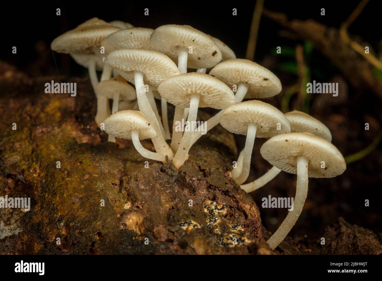 Mt Glorious - Fungi (Filoboletus manipularis Stock Photo - Alamy