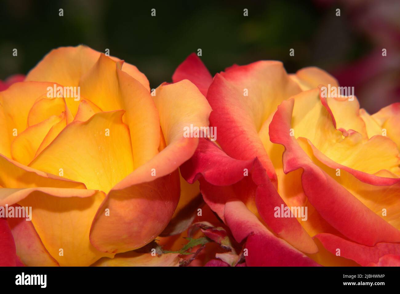 Orange red roses hi-res stock photography and images - Alamy