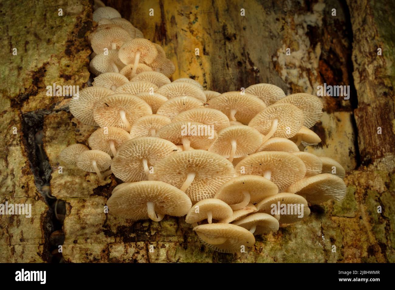 Mt Glorious - Fungi (Filoboletus manipularis Stock Photo - Alamy