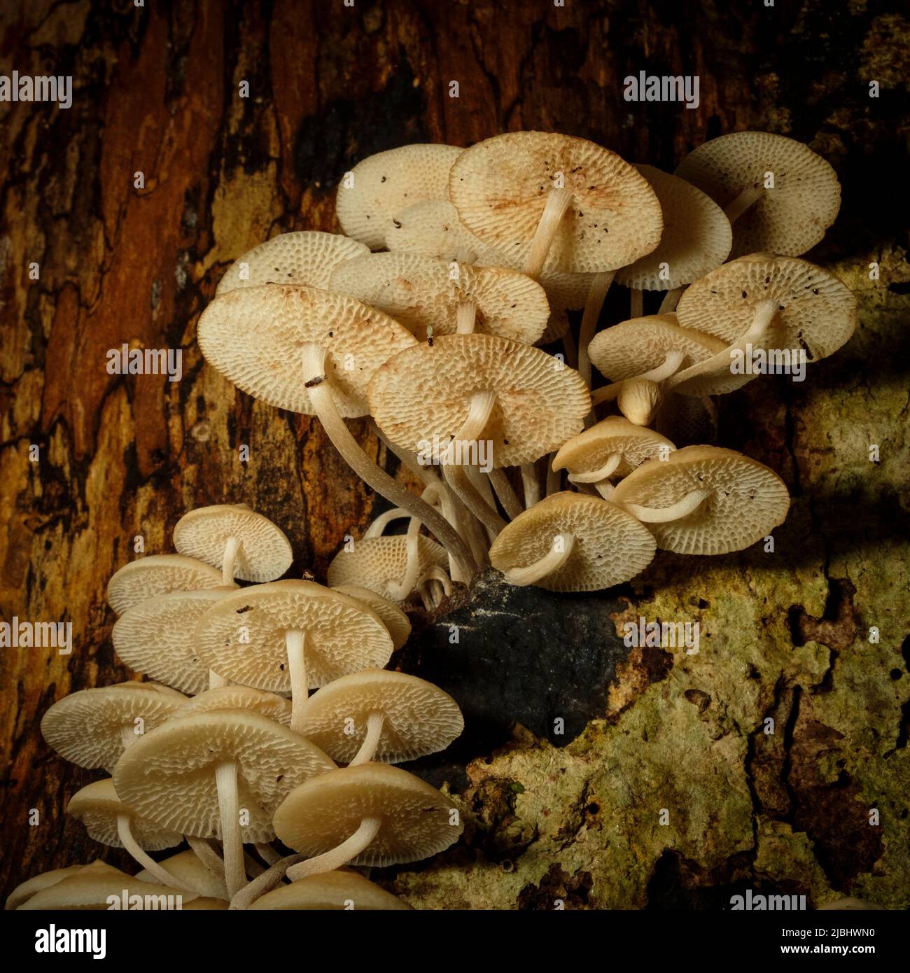 Mt Glorious - Fungi (Filoboletus manipularis Stock Photo - Alamy