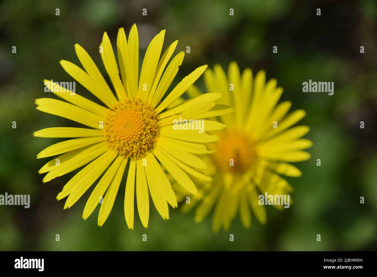 Doronicum carpaticum hi-res stock photography and images - Alamy