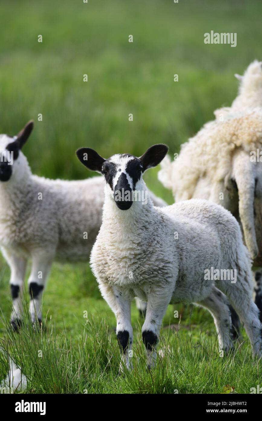 Scottish sheep hi-res stock photography and images - Alamy