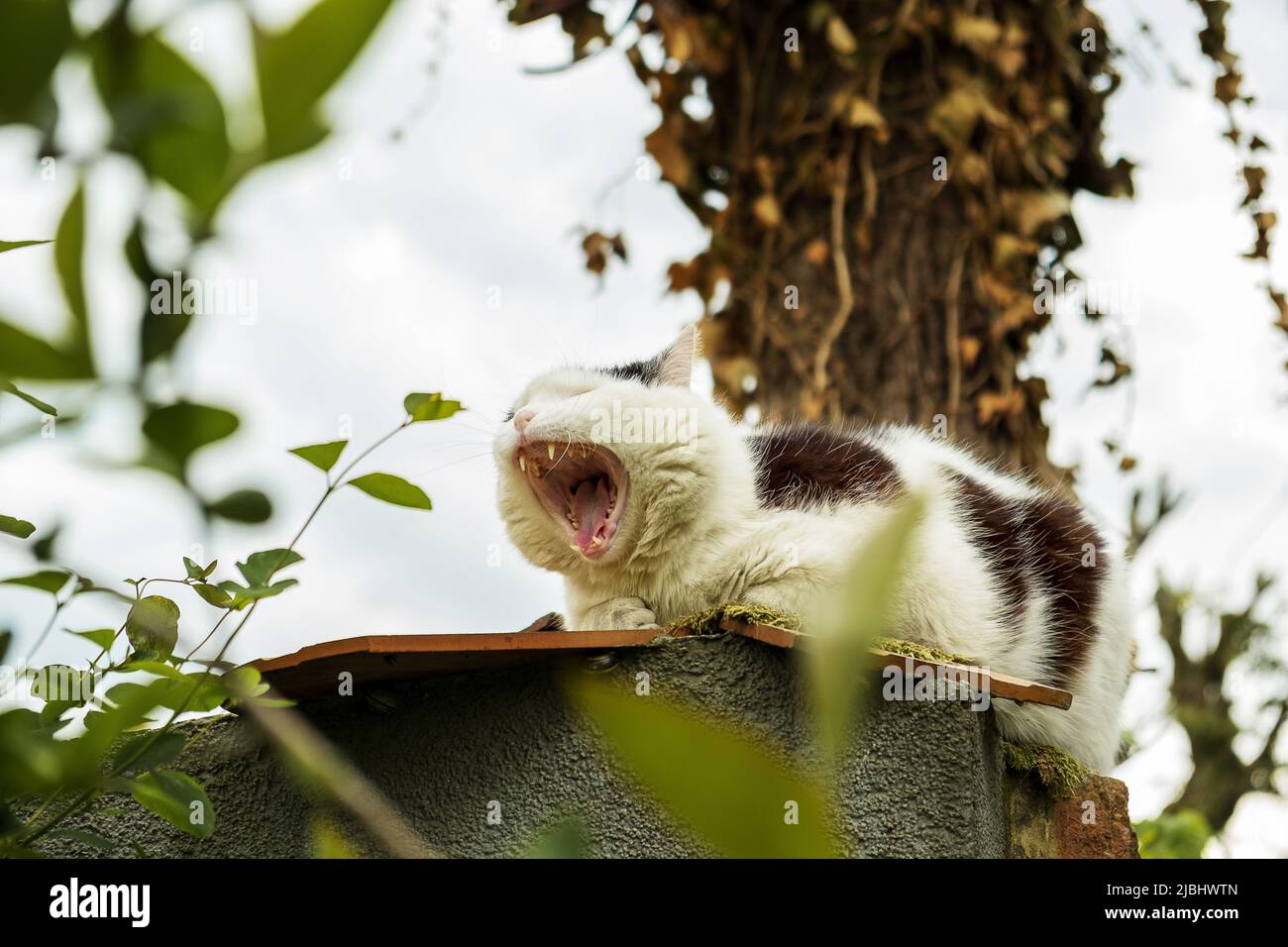 Sleepy yawn hi-res stock photography and images - Alamy