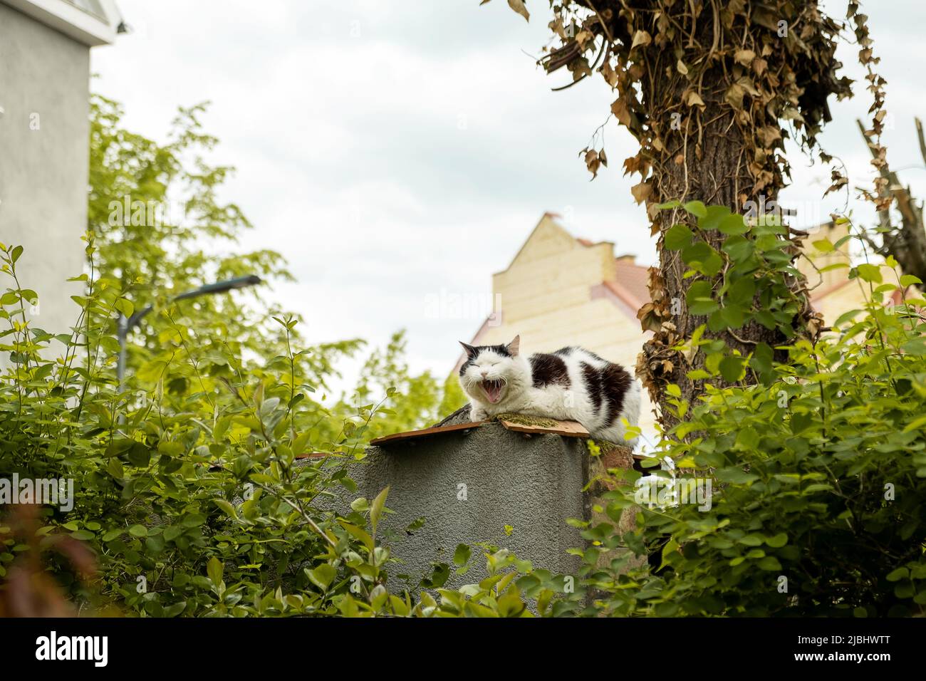 An outdoor sleepy fluffy cat in black and white sits on a fence in the ...