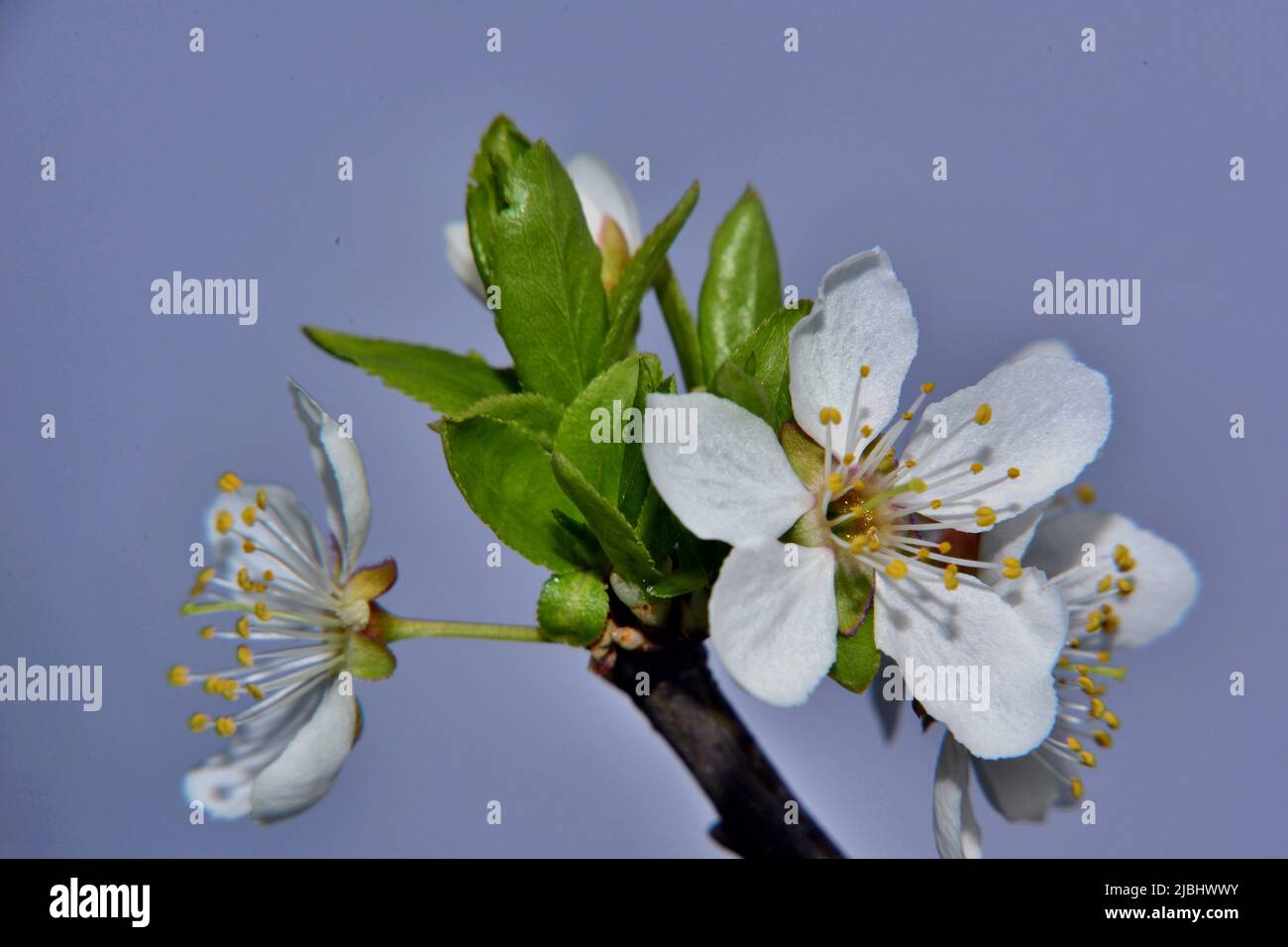 Prunus cerasifera flowers and tender leaves Stock Photo - Alamy