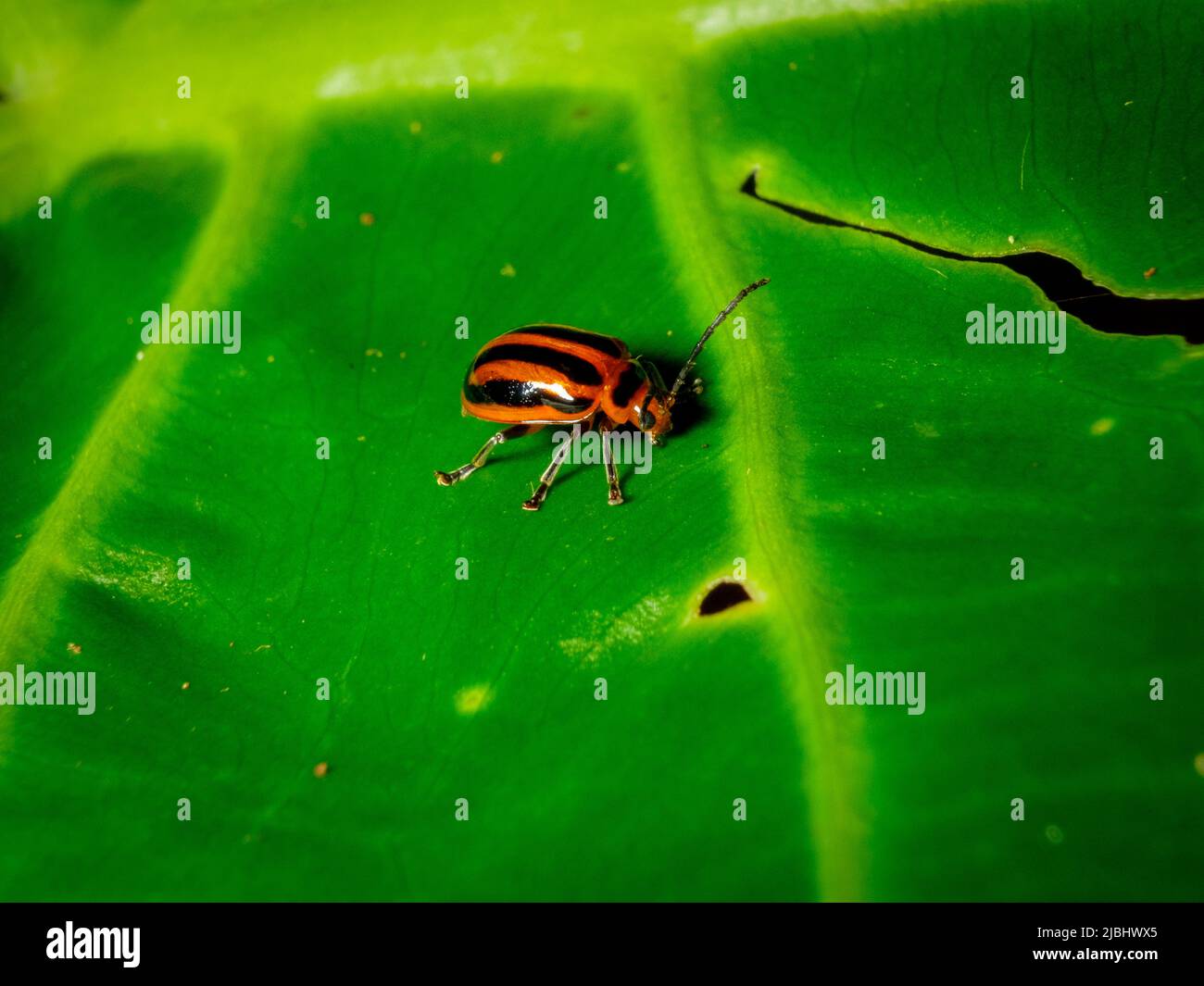 Mt Glorious - Beetle Stock Photo - Alamy