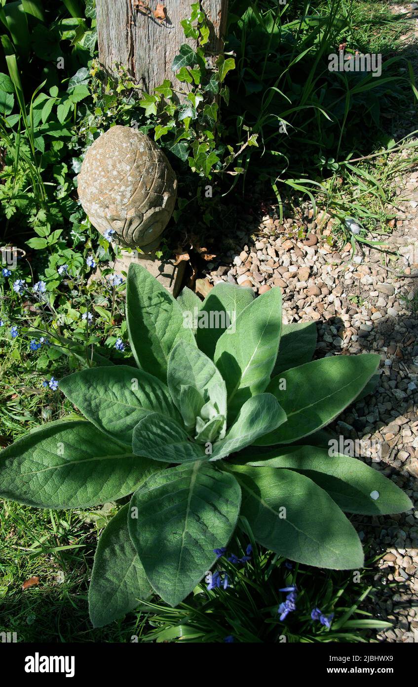 Native wild Verbascum Thapsus the great mullein or common mullein, is a ...