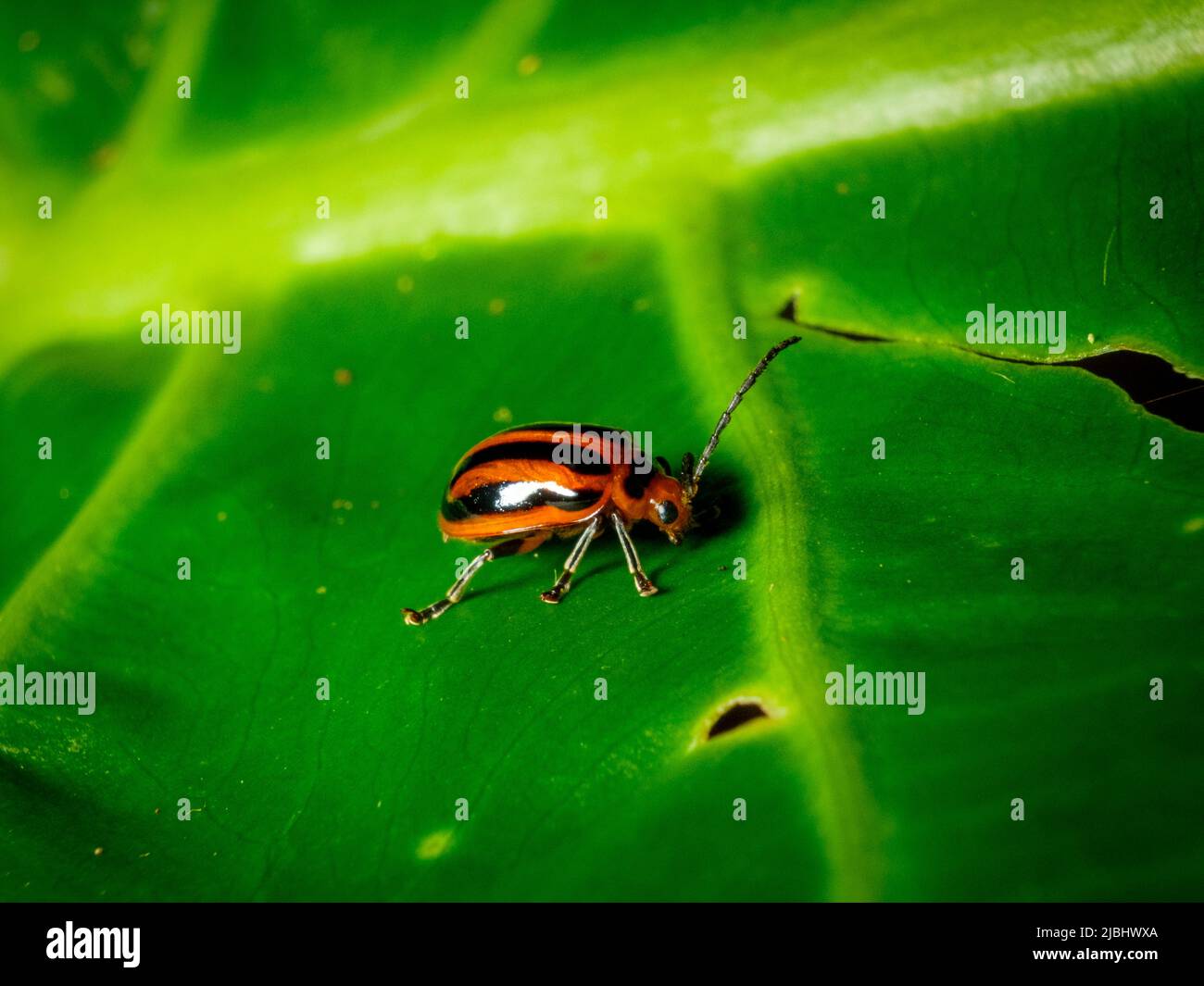 Glorious beetle hi-res stock photography and images - Alamy