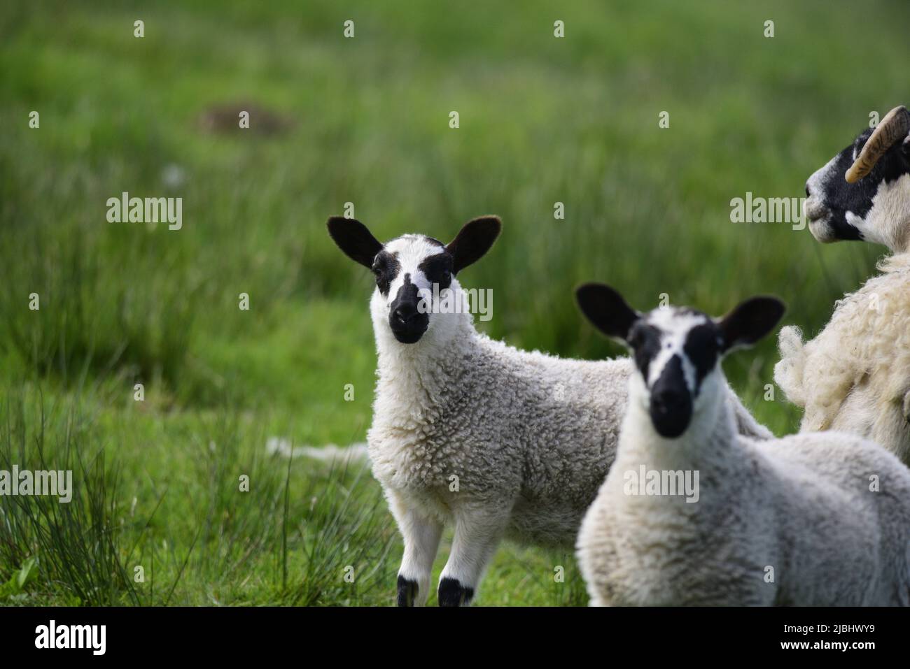 Scottish sheep hi-res stock photography and images - Alamy