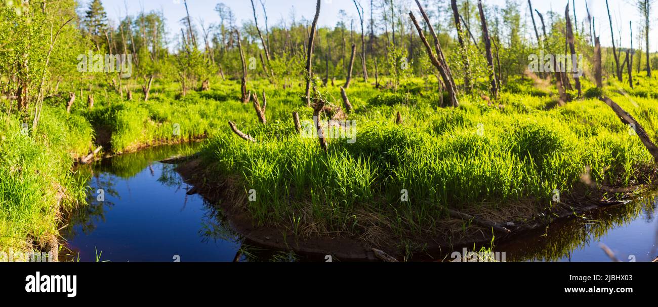 Panorama beautiful background of swamp. Among the forests and greenery ...