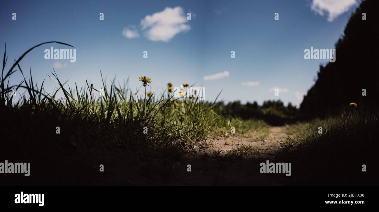 Panoramic background with a close up yellow dandelions in meadow field ...