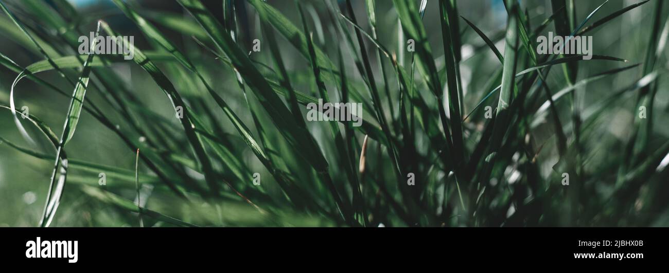 Beautiful natural panoramic countryside landscape. Blooming wild high ...