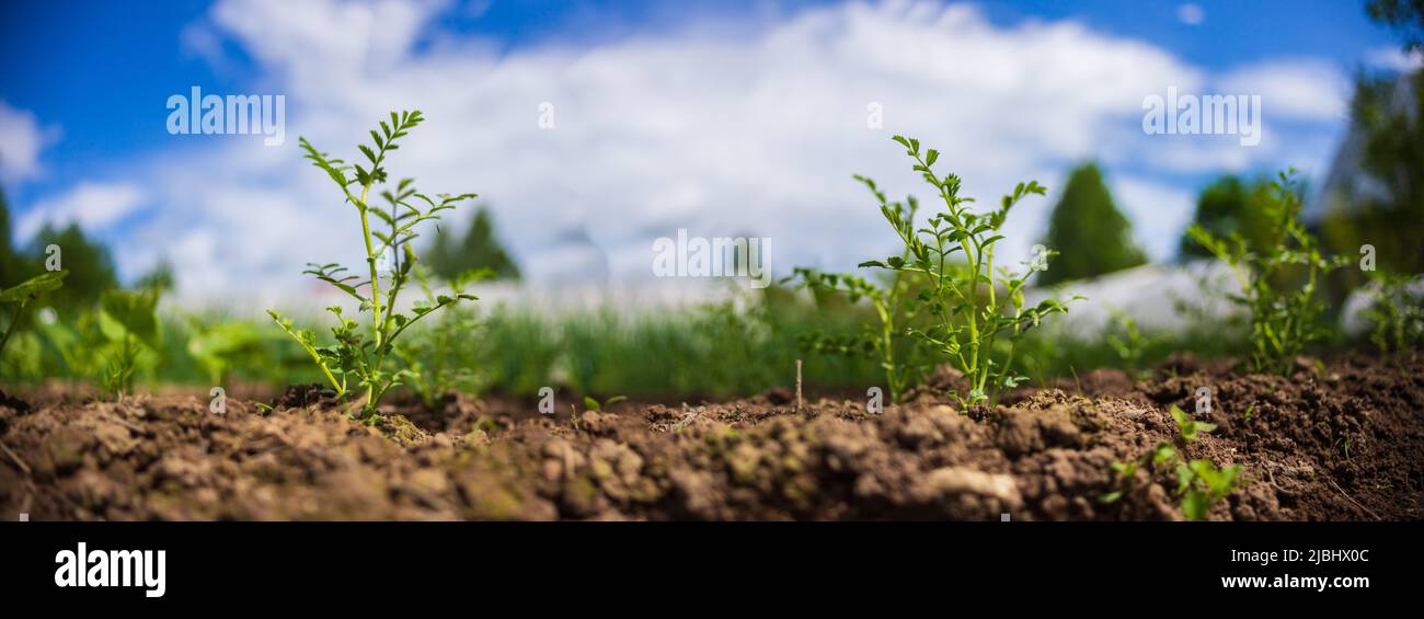 Crops planted in soil get ripe under sun. Cultivated land close up with ...