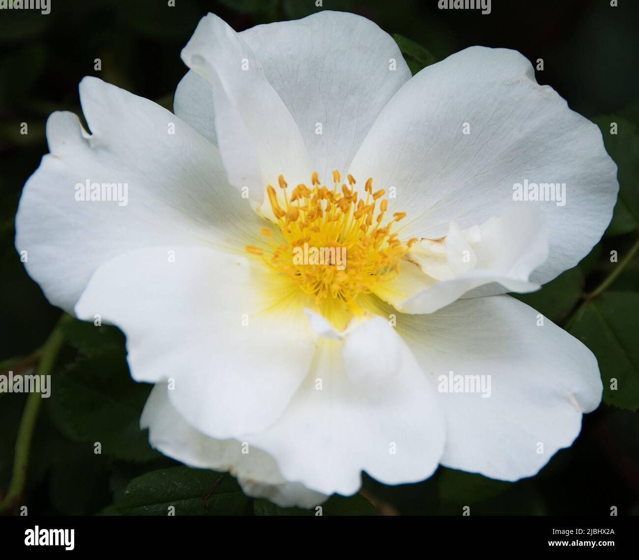 Rose of York Stock Photo - Alamy