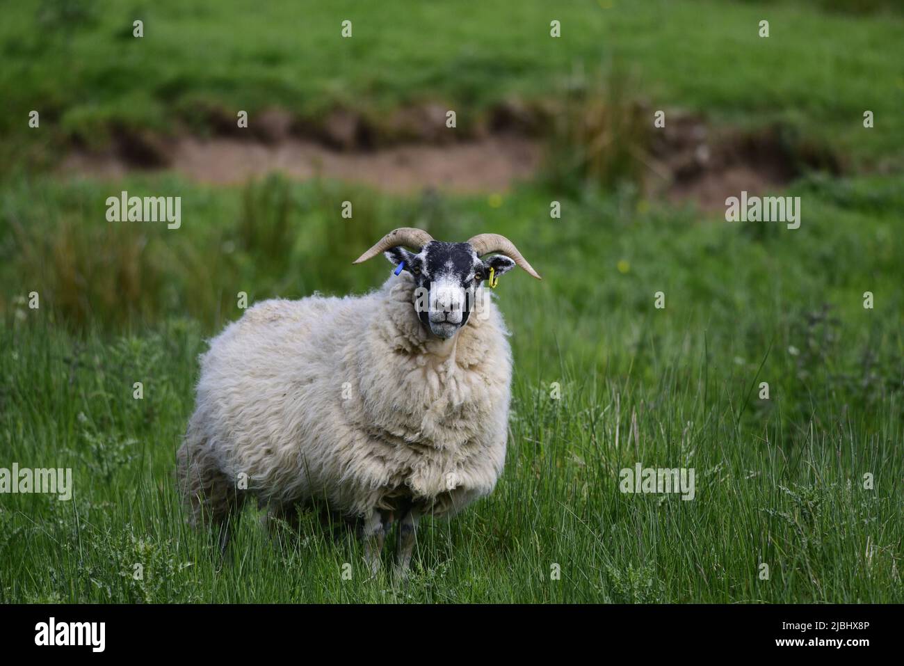 Lambs pastoral life hi-res stock photography and images - Alamy