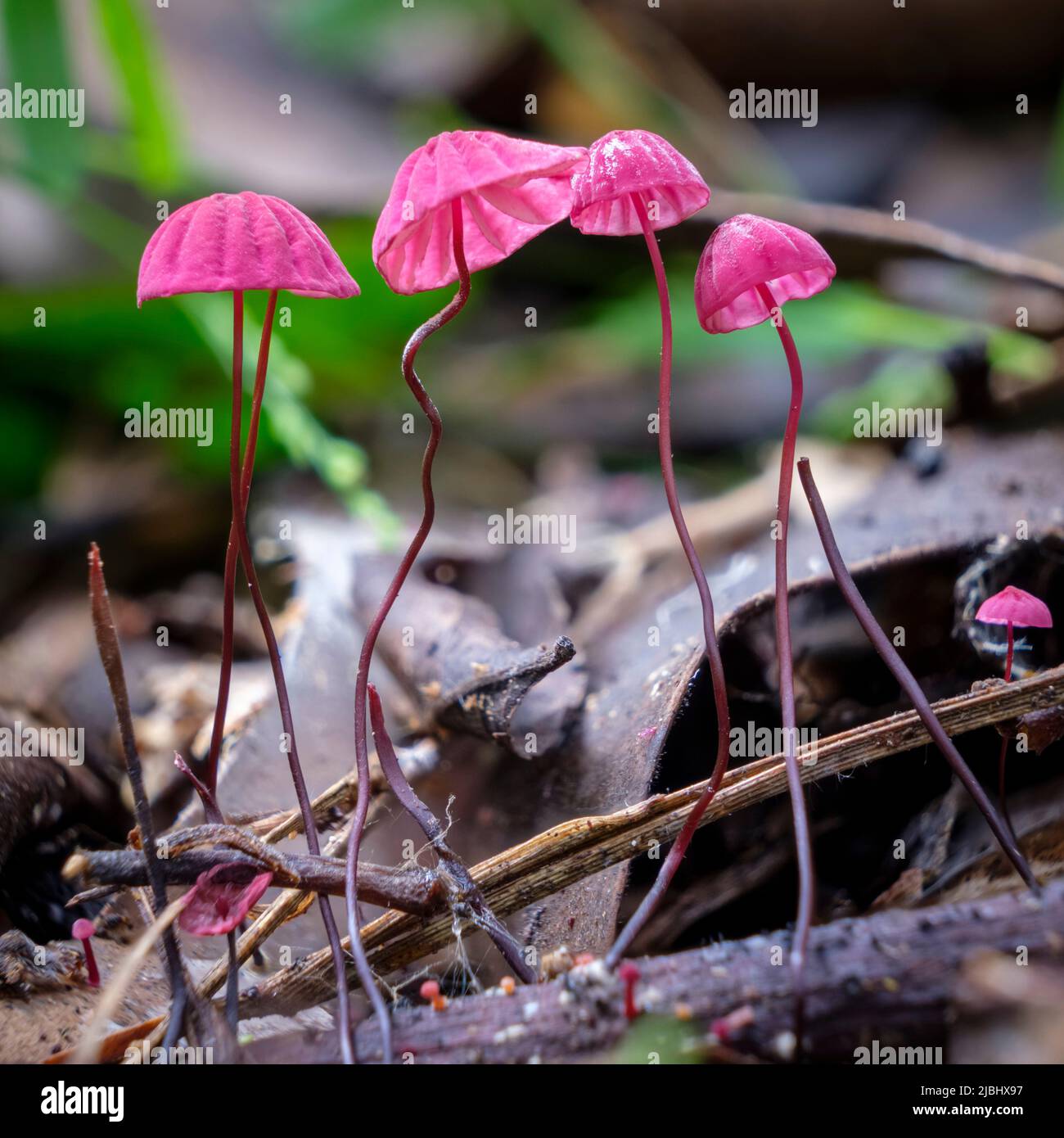 Fungi after the rain at John Oxley Reserve - Marasmius sp Stock Photo ...