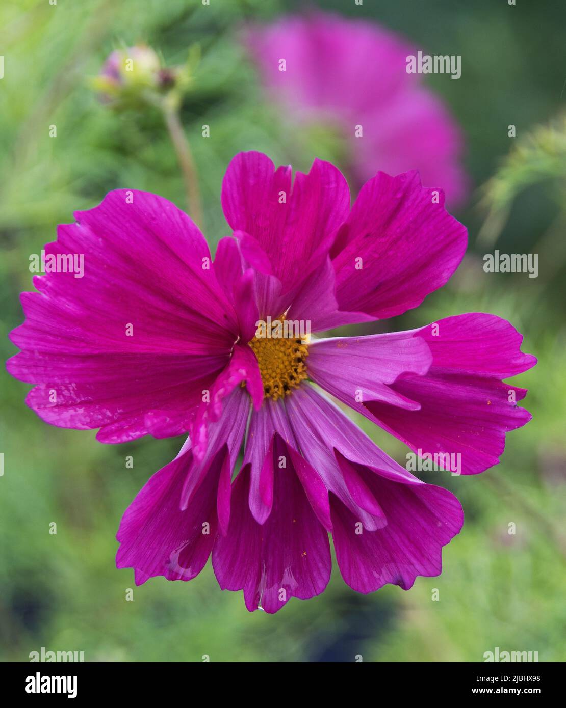 Cosmos bipinnatus 'Fizzy Purple' Foliage is bushy, soft and highly ...