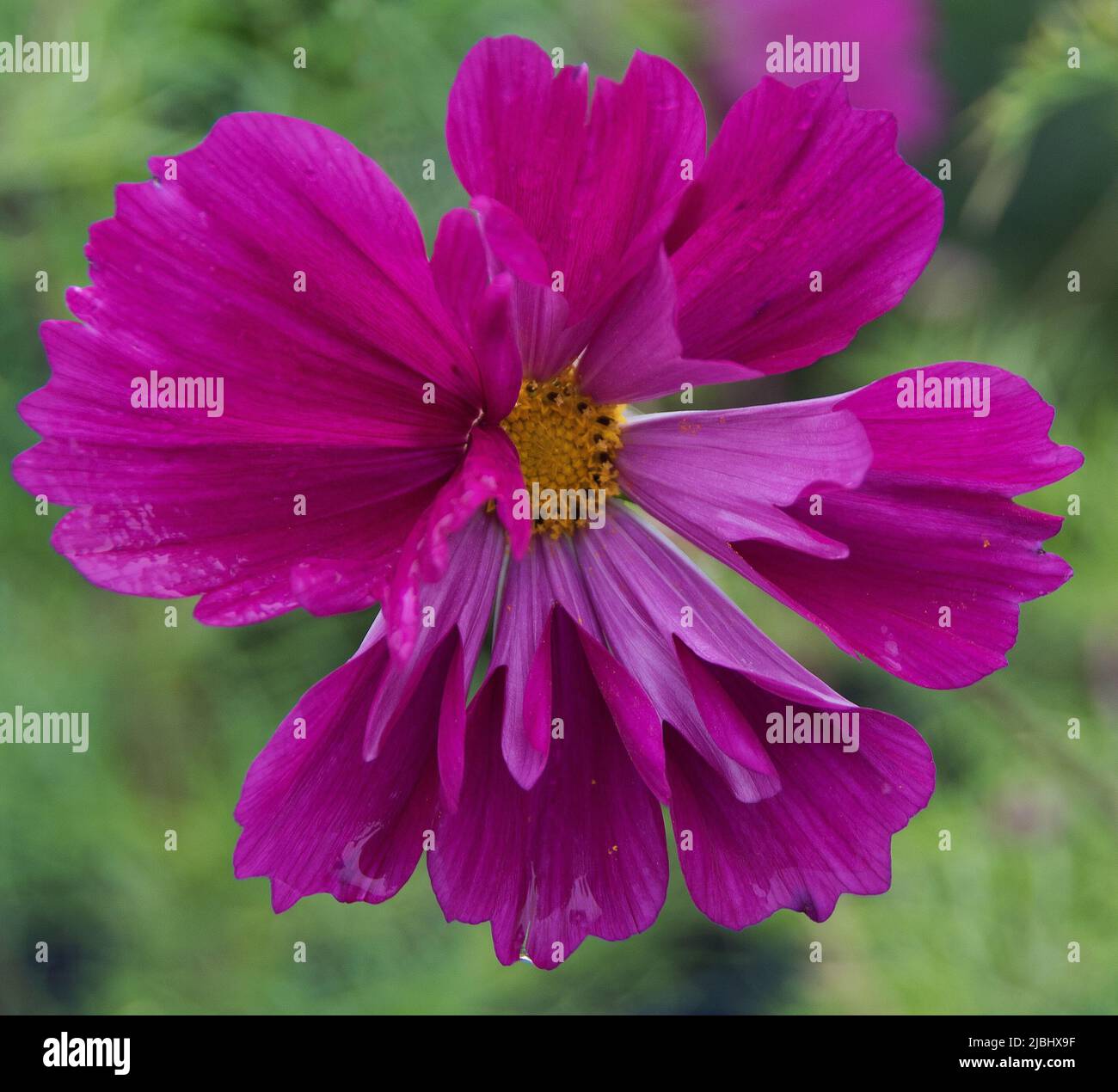 Cosmos bipinnatus 'Fizzy Purple' Foliage is bushy, soft and highly ...