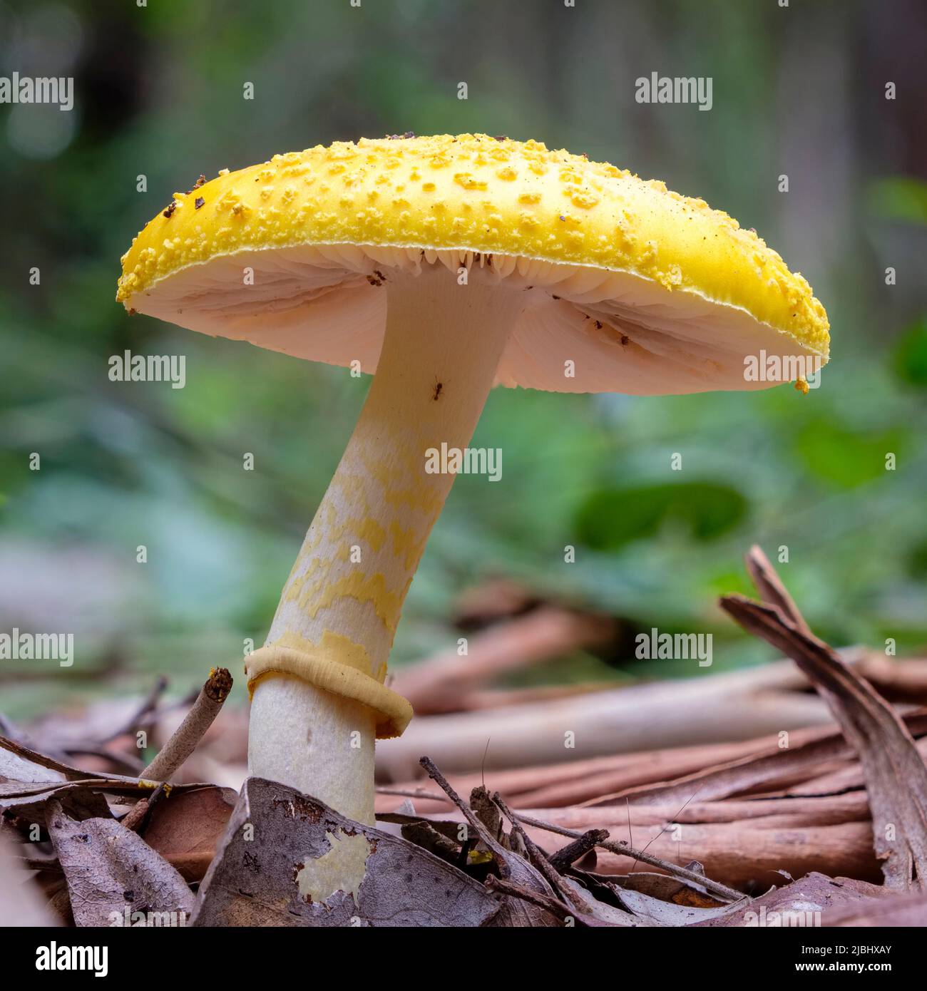 Fungi after the rain at John Oxley Reserve - Amanita flavella Stock ...