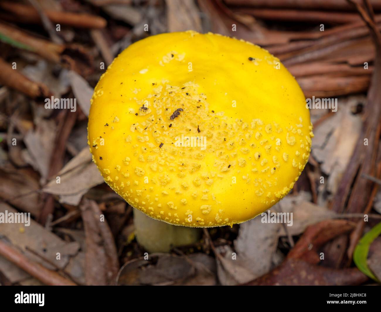 Fungi after the rain at John Oxley Reserve - Amanita flavella Stock ...