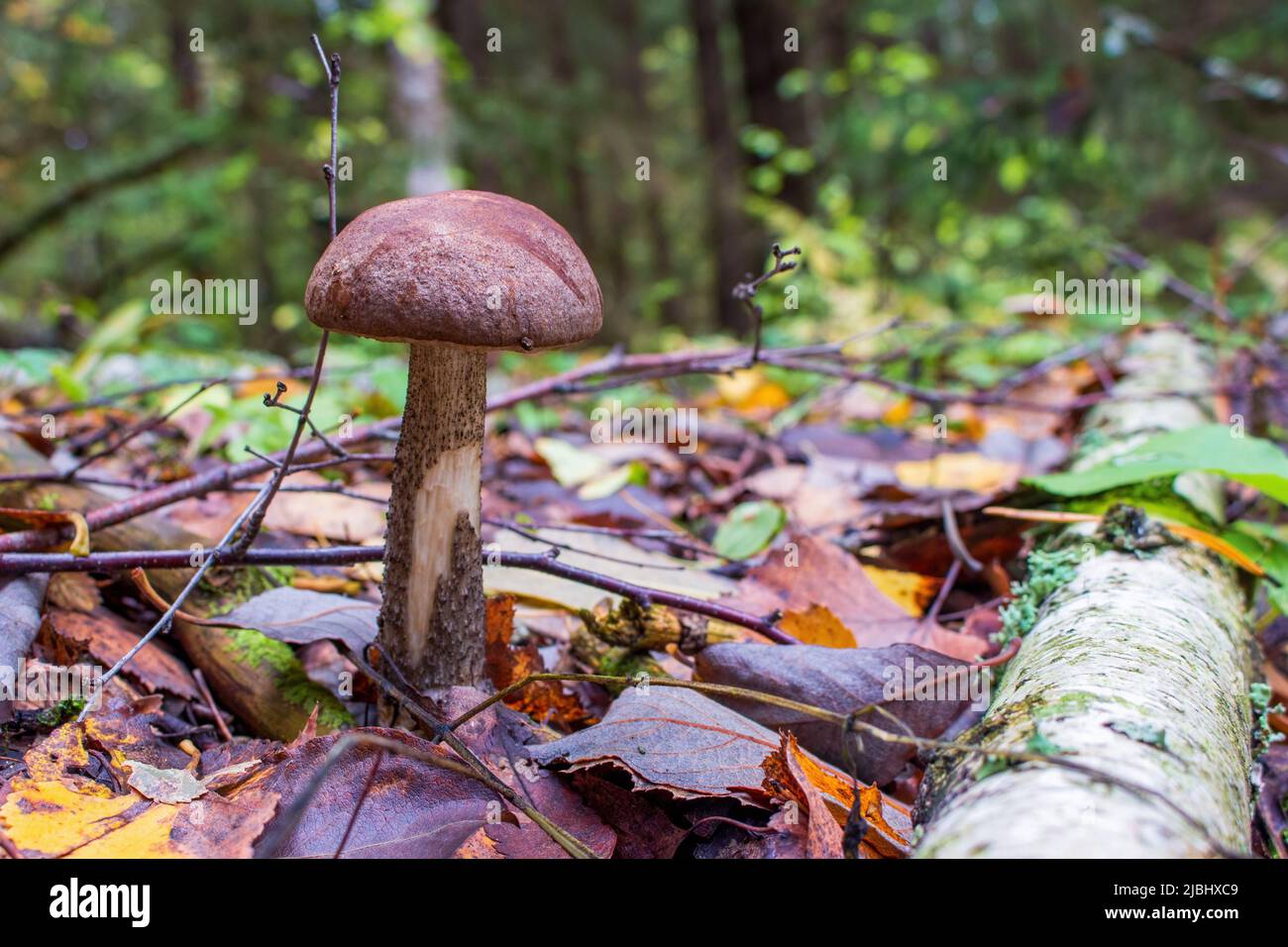Leccinum scabrum, commonly known as the rough-stemmed bolete, scaber ...