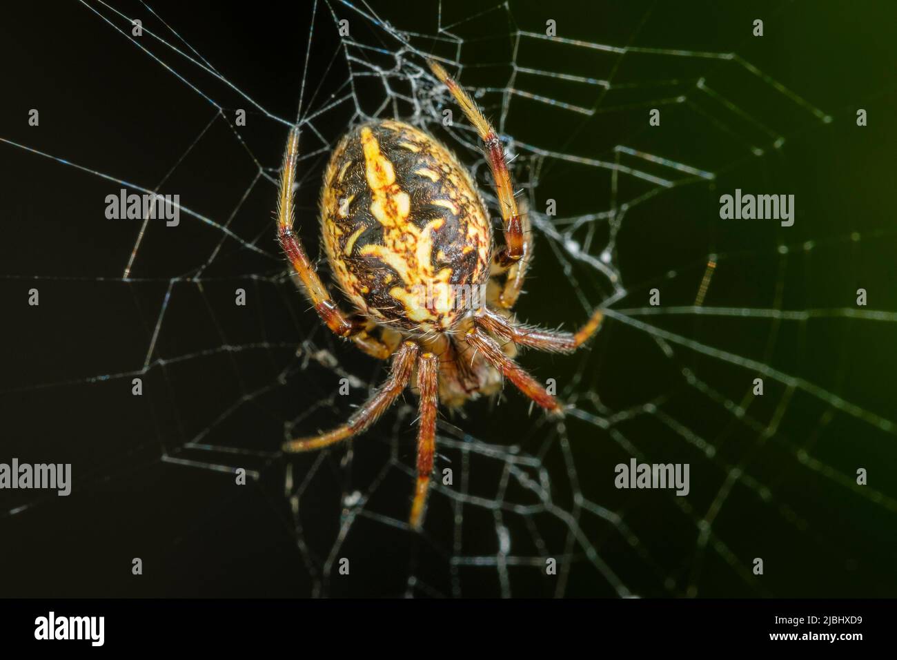 Brisbane spider hi-res stock photography and images - Alamy