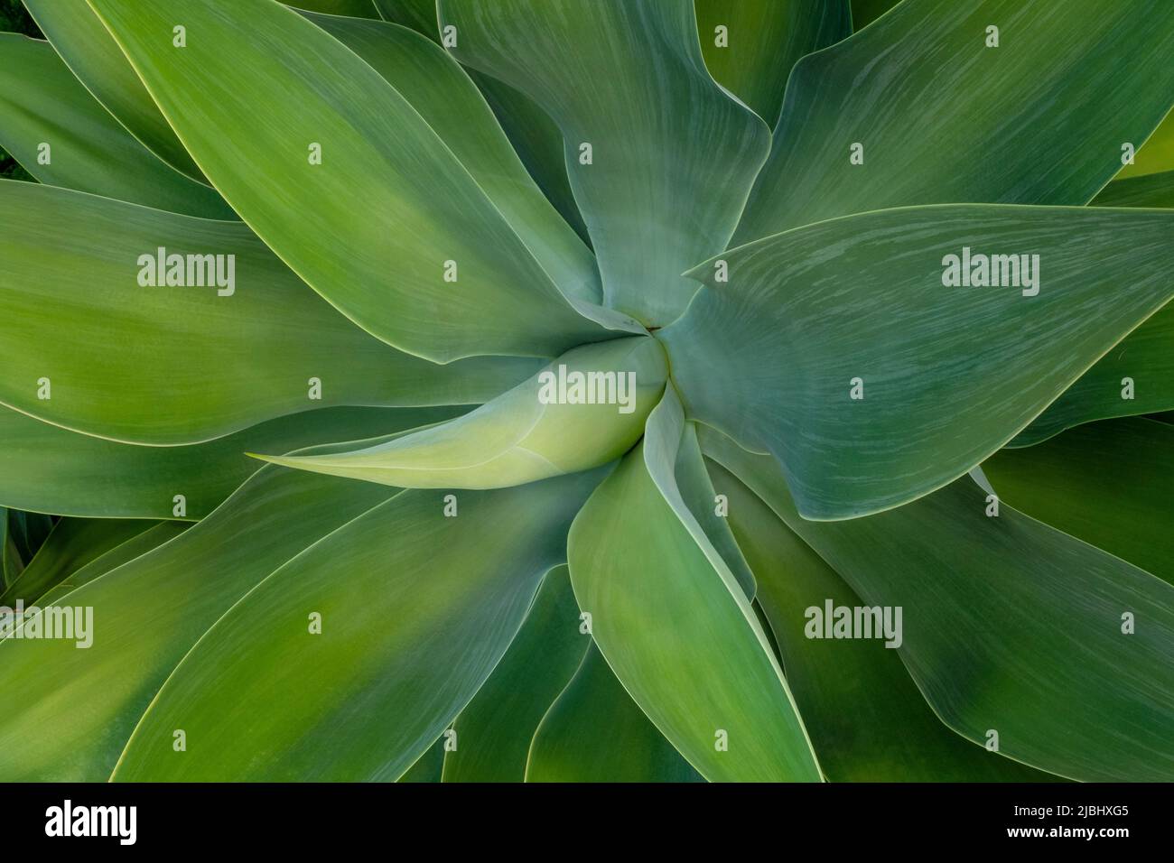 Australia agave hi-res stock photography and images - Alamy