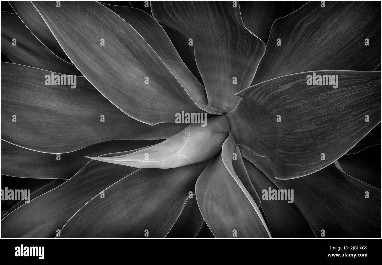 Agave attenuata plant Cut Out Stock Images & Pictures - Alamy