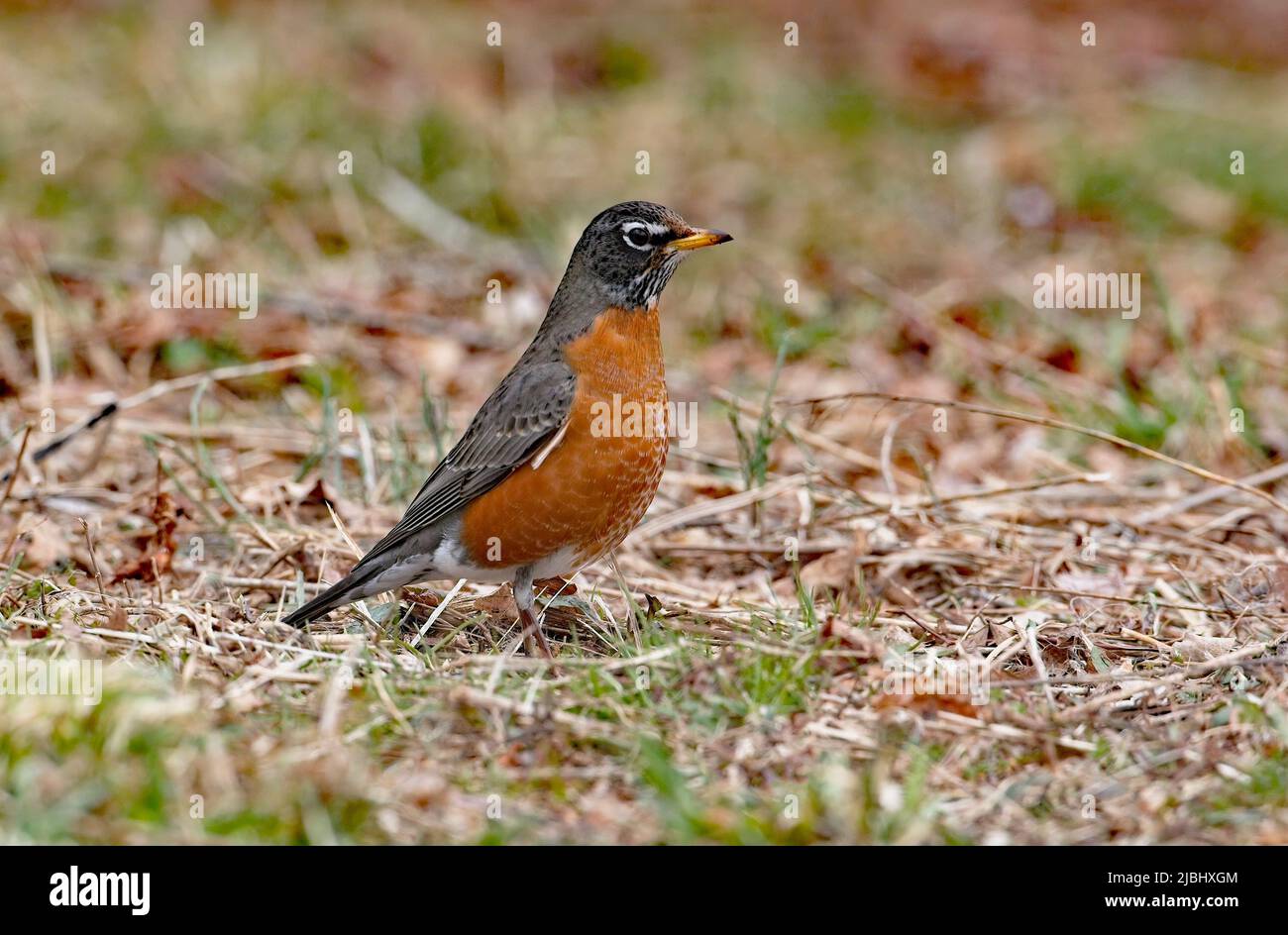 The American robin is widely distributed throughout North America and ...