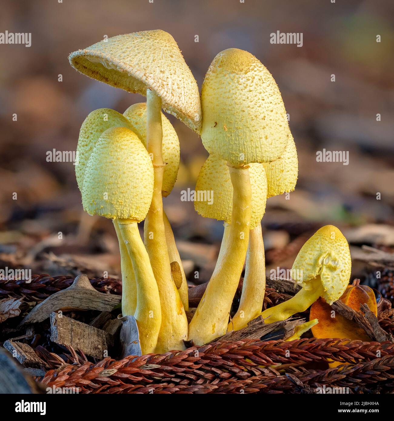 Leucocoprinus sp hi-res stock photography and images - Alamy
