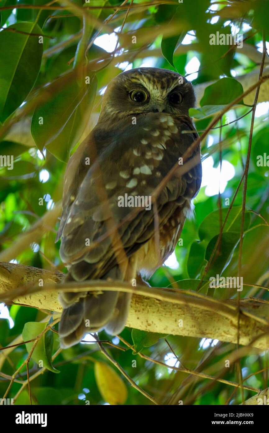 Australian boobook hi-res stock photography and images - Alamy