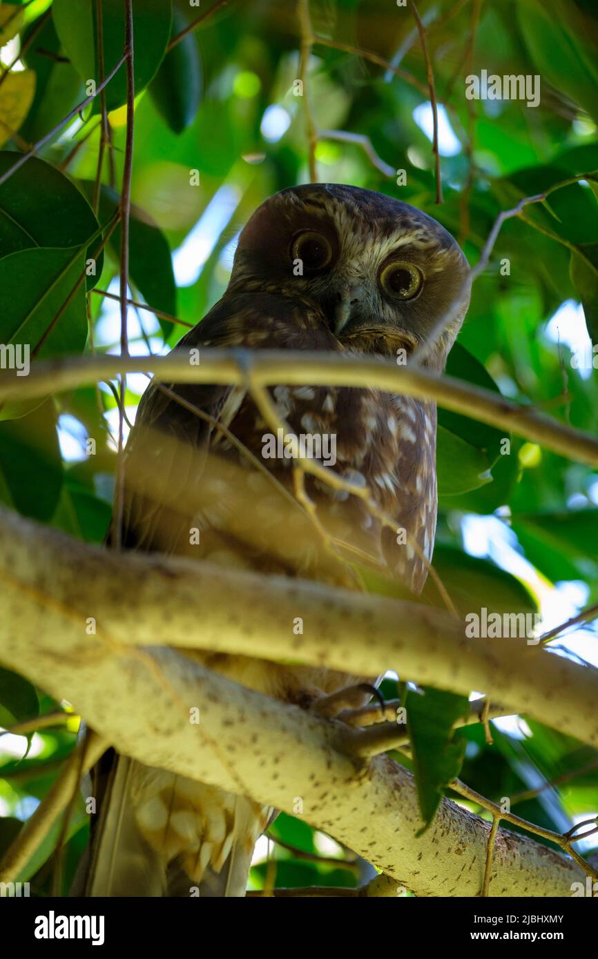 Australian boobook hi-res stock photography and images - Alamy