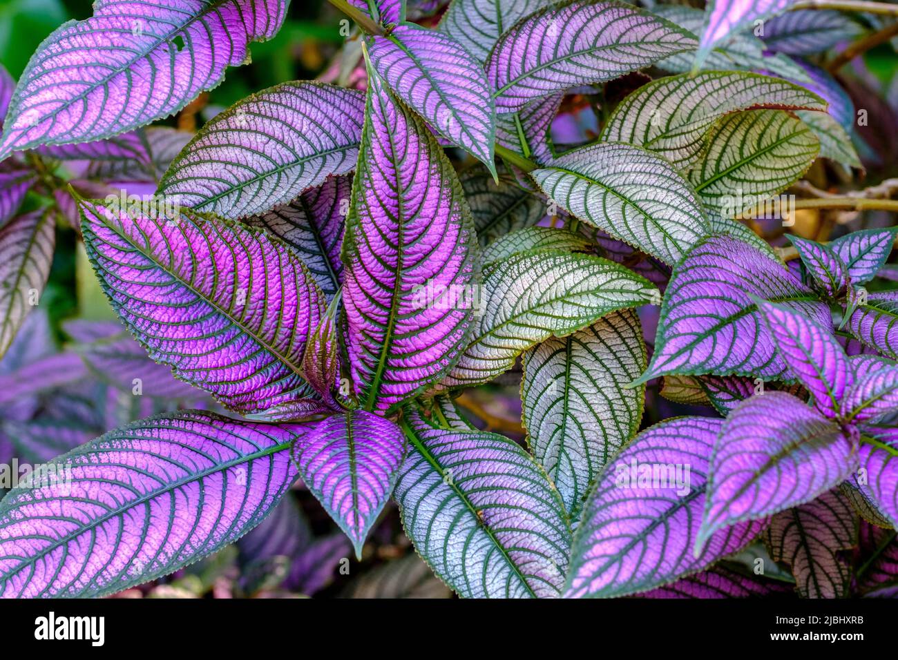 Varigated leaf hi-res stock photography and images - Alamy