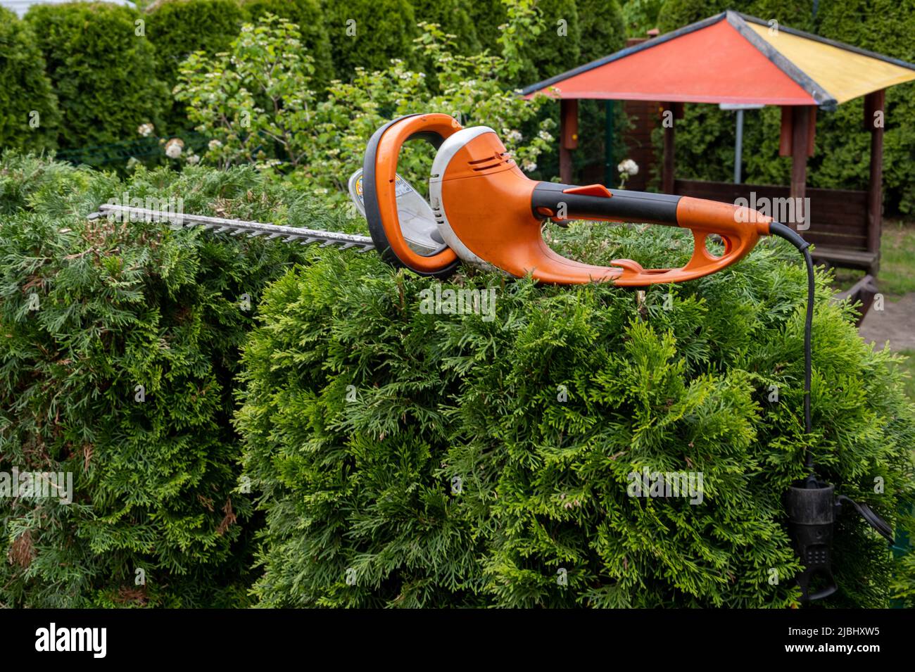 Trimming beautiful green thuja in the garden with an electric hedge saw ...