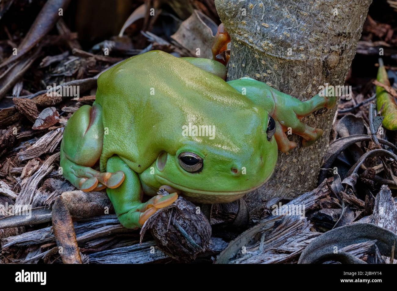Australia treefrog hi-res stock photography and images - Alamy