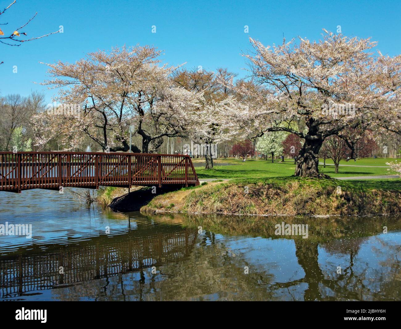 Wooden bridge with cherry blossom trees. New Jersey Stock Photo - Alamy