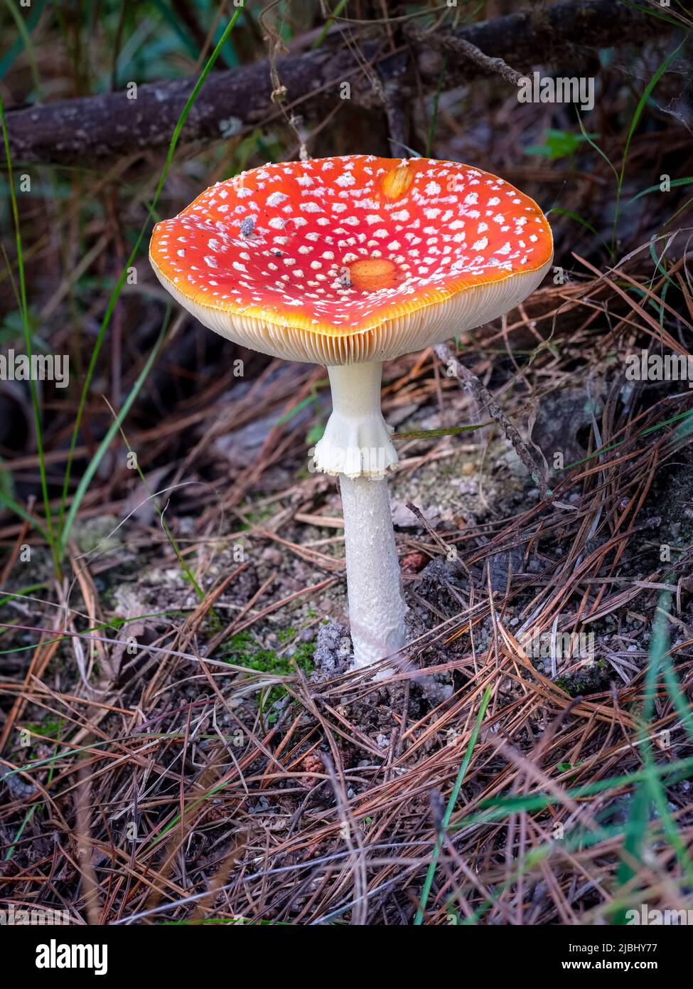 Passchendaele State Forest -Amanita muscaria Stock Photo - Alamy