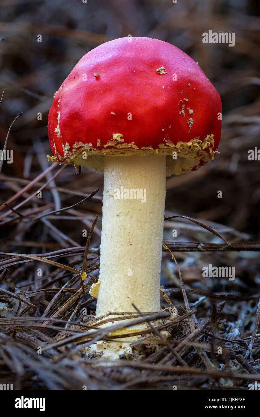 Passchendaele State Forest -Amanita muscaria Stock Photo - Alamy