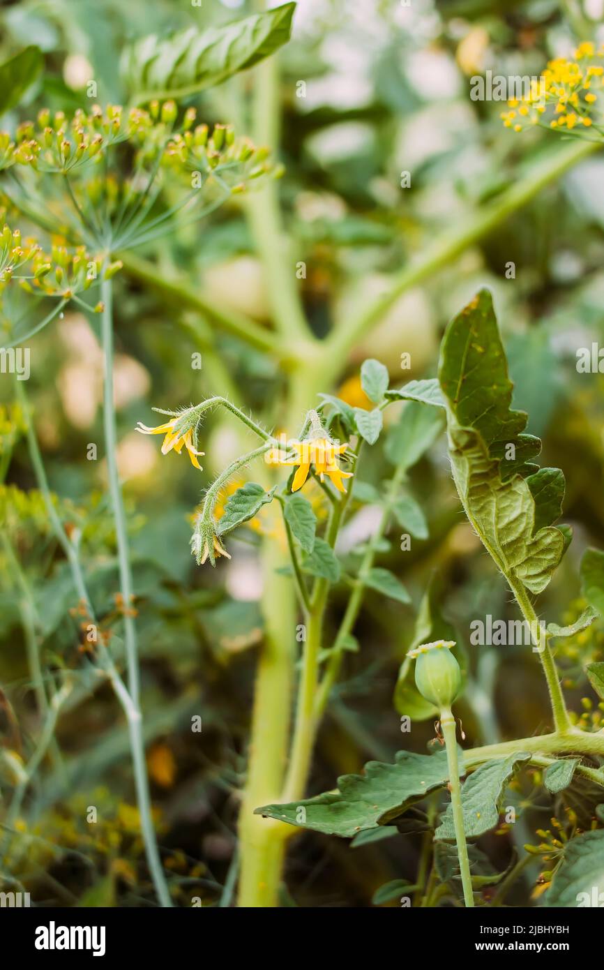 Tomatoes grown in a greenhouse Stock Photo - Alamy